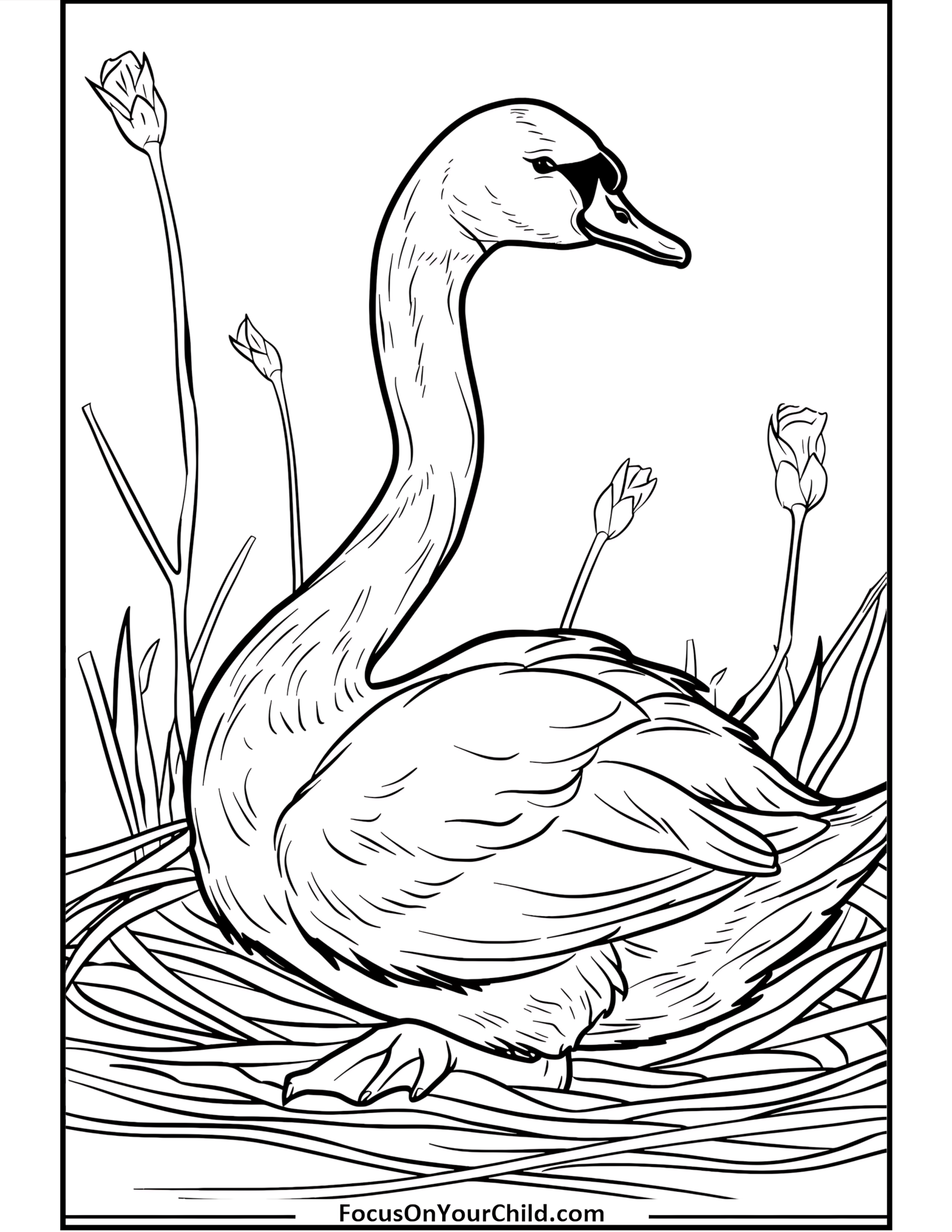 50+ Swan Coloring Pages (Free PDF Printables)